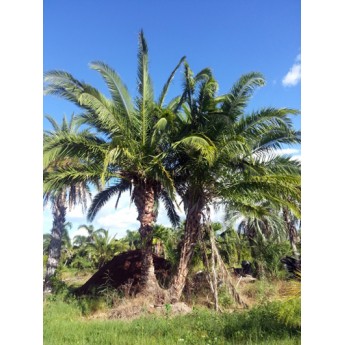 Hybrid Date Palm Doubles : Hybrid Date Palm Double