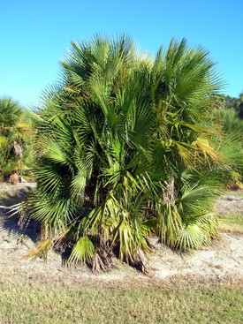 Gainesville, Florida Specimen Palm Tree Supply
