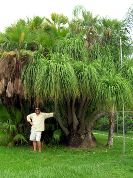 Tampa, Florida Specimen Palm Trees