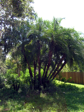 Senegal Date Palm / Phoenix Reclinata Trees For Sale